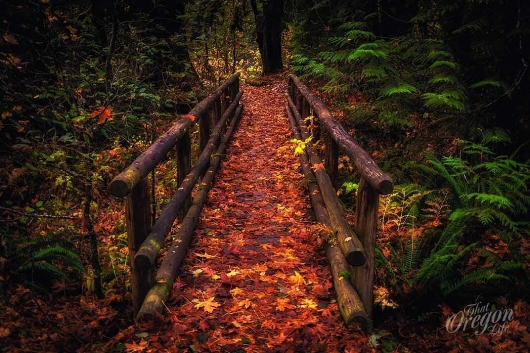 The Fall Foliage At These 10 Places in Oregon Is Incredible