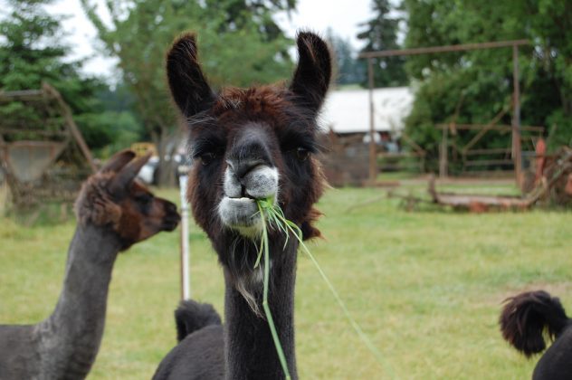 Here's 40 Fun Facts You May Not Know About Oregon