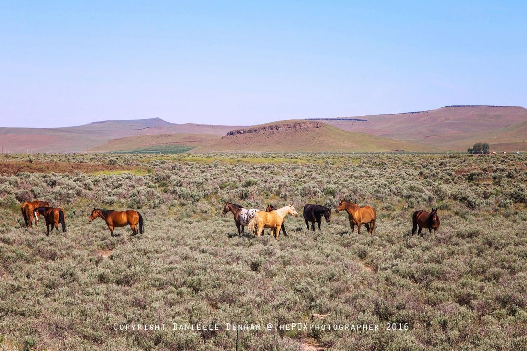 Your Ultimate Eastern Oregon Road Trip Itinerary