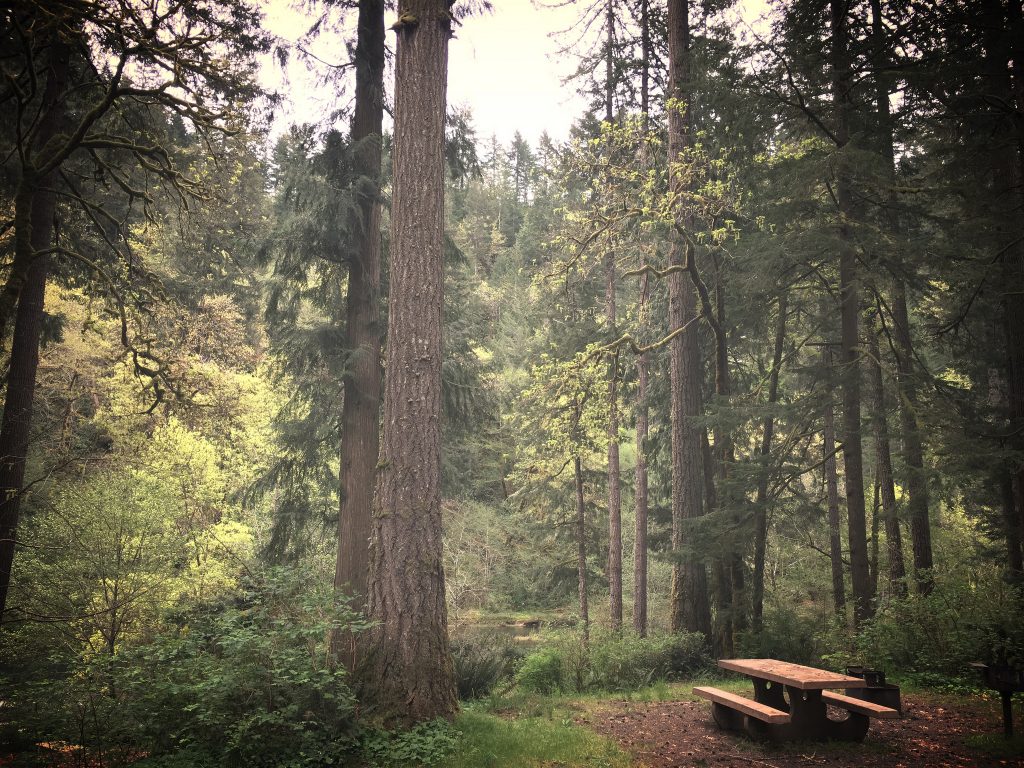 The Most Beautiful Forests of Oregon