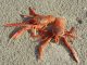 Thousands of strange red crabs wash ashore Oregon Coast