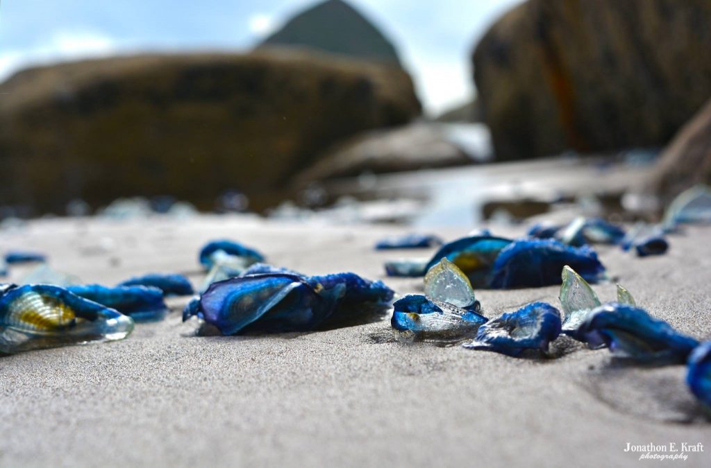 Strange blue jellyfish-like creatures wash ashore the Oregon coast