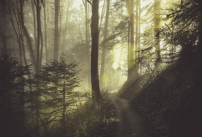 12 Haunted Trails in The Pacific Northwest Where Horror Lurks