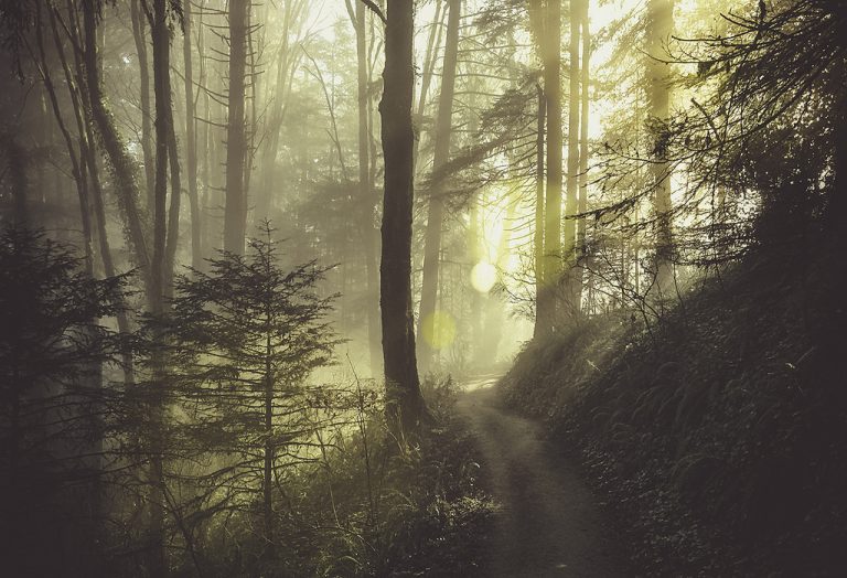 12 Haunted Trails in The Pacific Northwest Where Horror Lurks