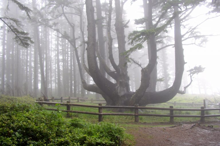Oregon's Octopus Tree is a Modern Wonder of the World