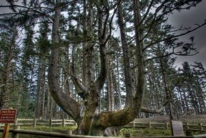 Oregon's Octopus Tree is a Modern Wonder of the World