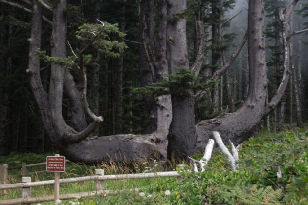 Oregon's Octopus Tree is a Modern Wonder of the World
