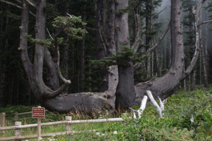 Oregon's Octopus Tree is a Modern Wonder of the World