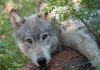 Amazing video shows a pack of wolves surrounding hunters in Oregon