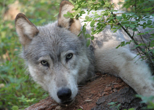 Amazing video shows a pack of wolves surrounding hunters in Oregon