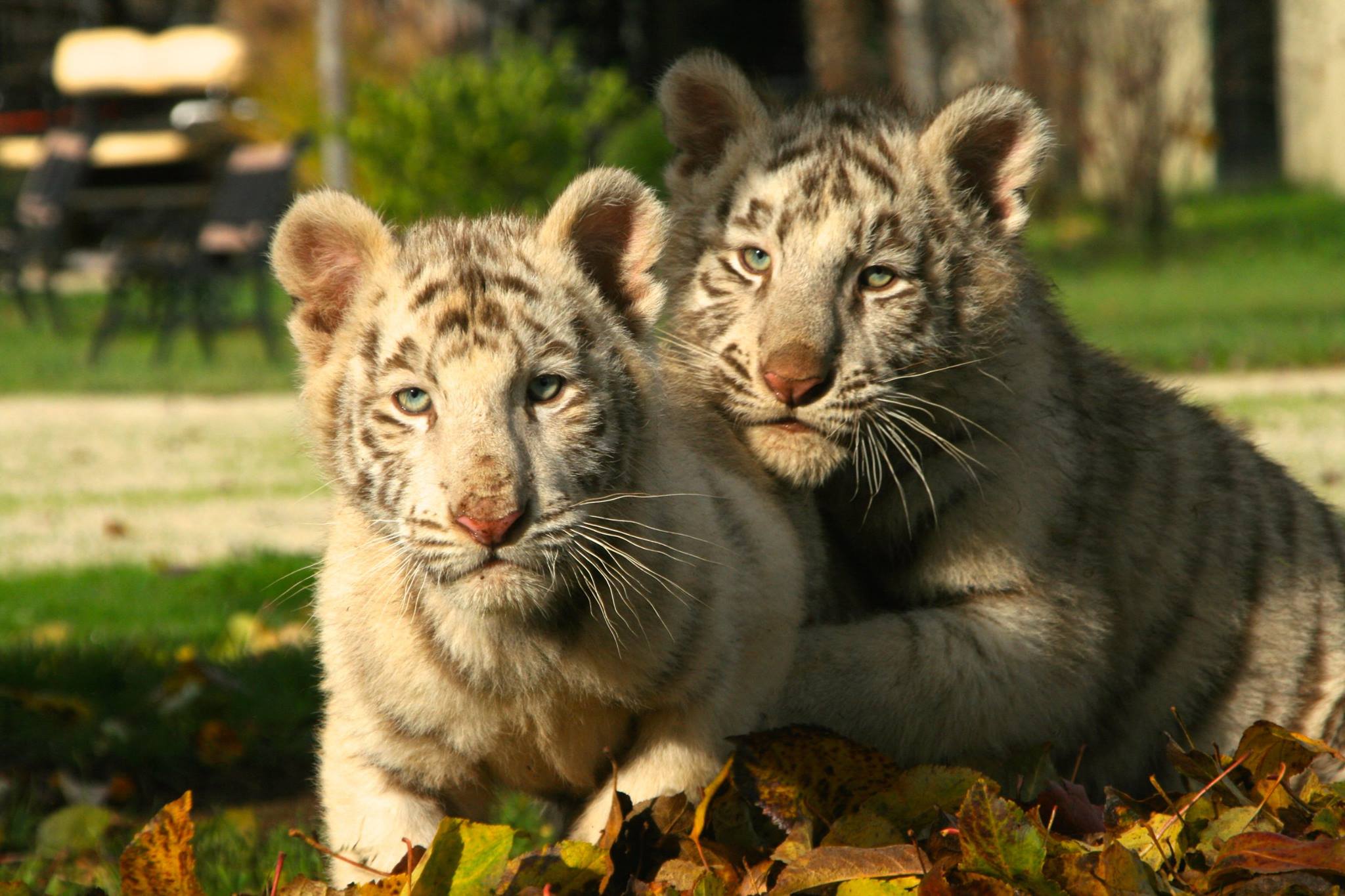 Oregon is Home to Some of the Largest Cats In The World at This Unique Park
