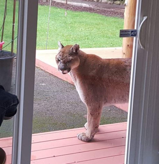 In The Realm of the Cougar: Respect for Oregon's Apex Predator