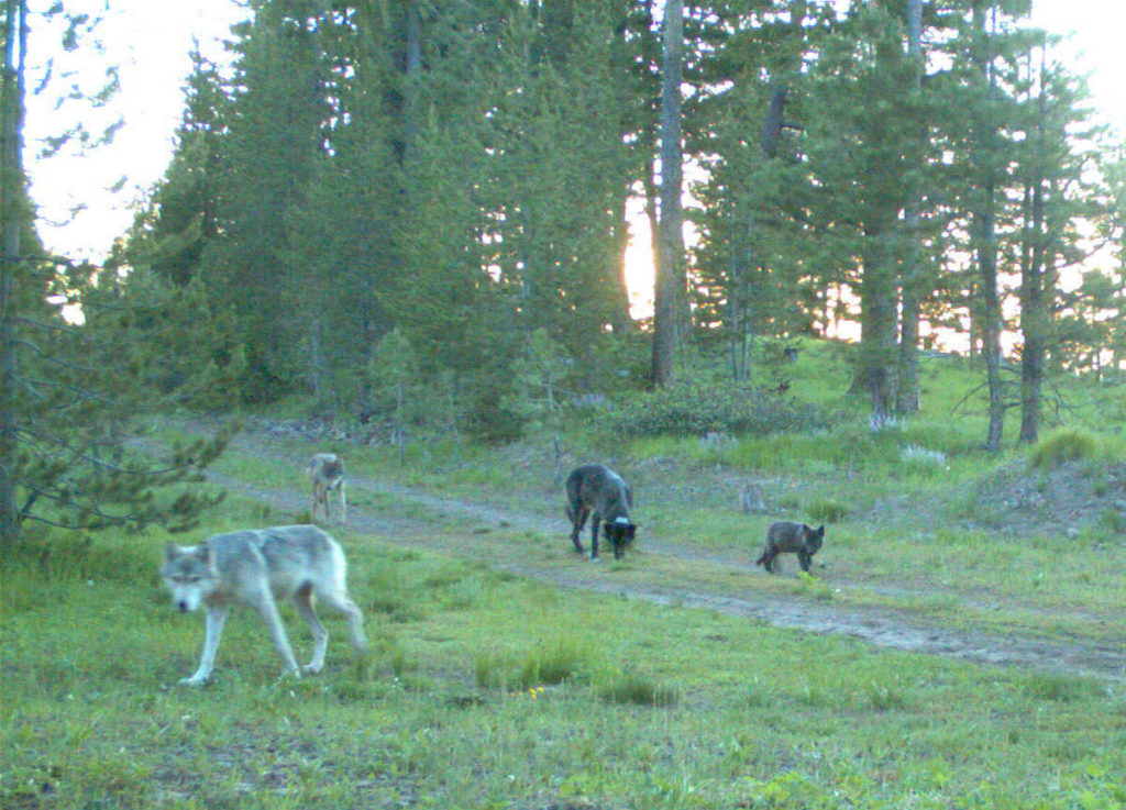Wolves Making An Incredible Comeback In Oregon