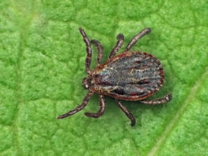 Everything You Never Wanted To Know About Ticks In Oregon
