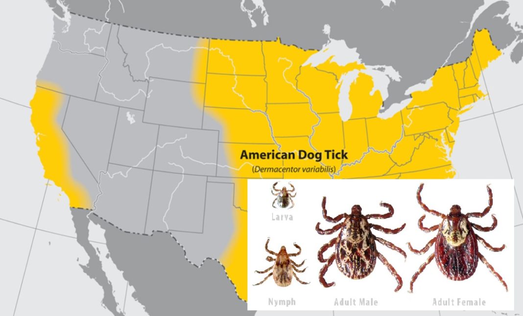 Everything You Never Wanted To Know About Ticks In Oregon