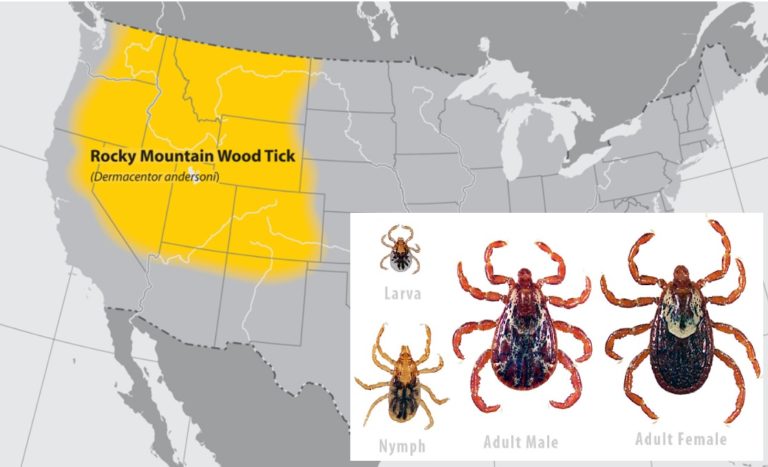 Everything You Never Wanted To Know About Ticks In Oregon
