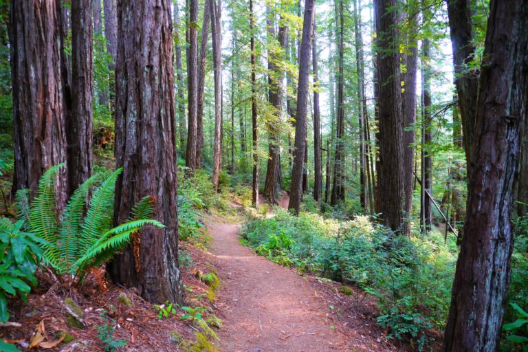 Take A Stroll Through Oregon's Gorgeous Giant Redwood Trees