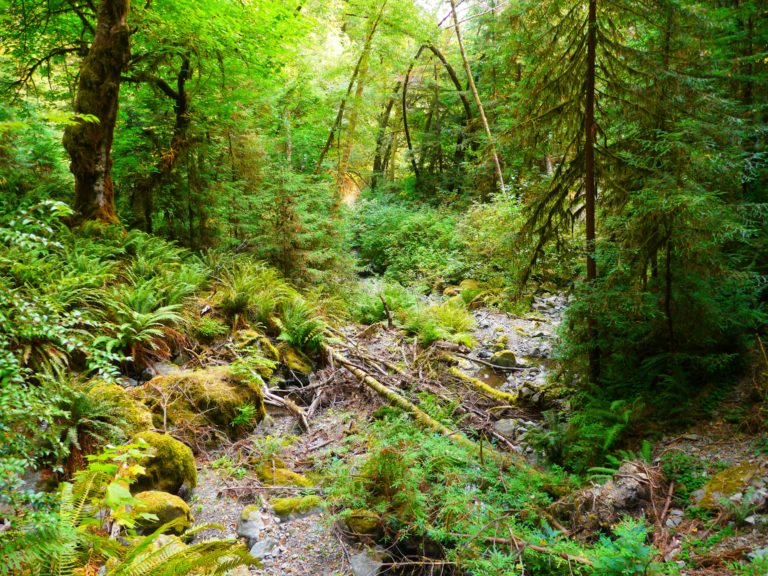 Take A Stroll Through Oregon's Gorgeous Giant Redwood Trees