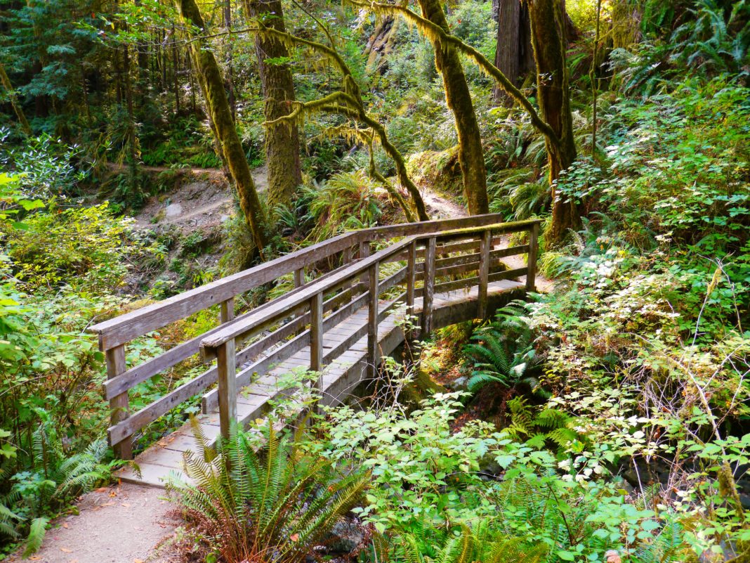 Where to Find the Giant Redwoods of Oregon