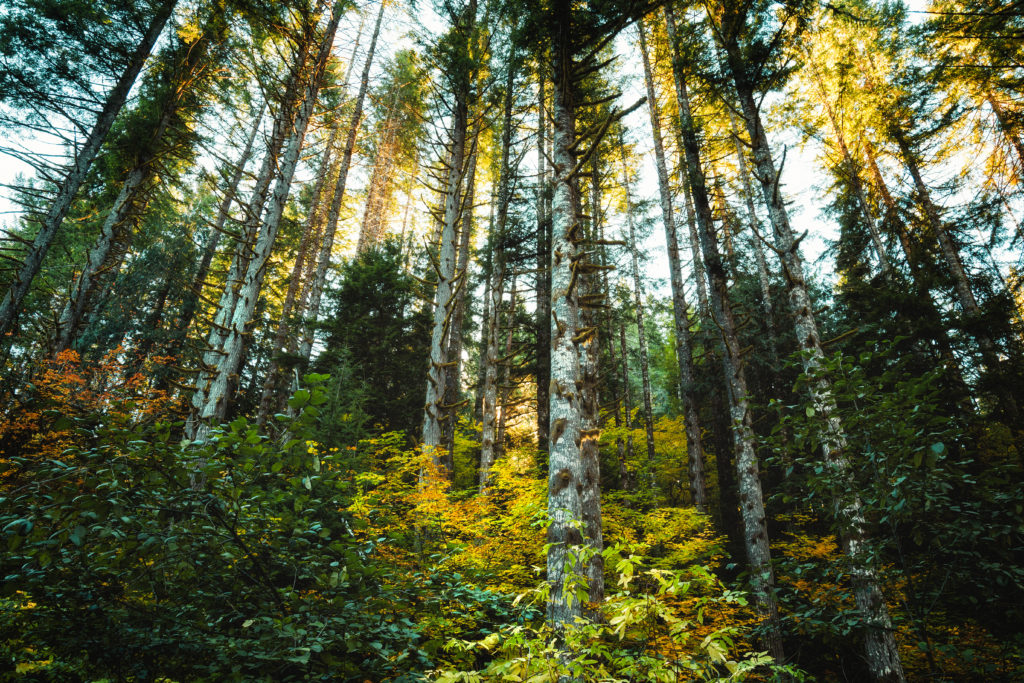 Forage Your Own Wild Mushrooms in Oregon This Fall