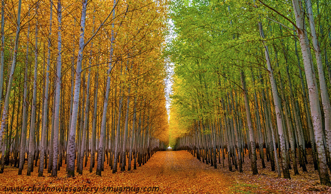 Relax With These 20 Amazing Shots Of Fall Colors In Oregon