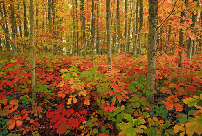 Relax With These 20 Amazing Shots Of Fall Colors In Oregon