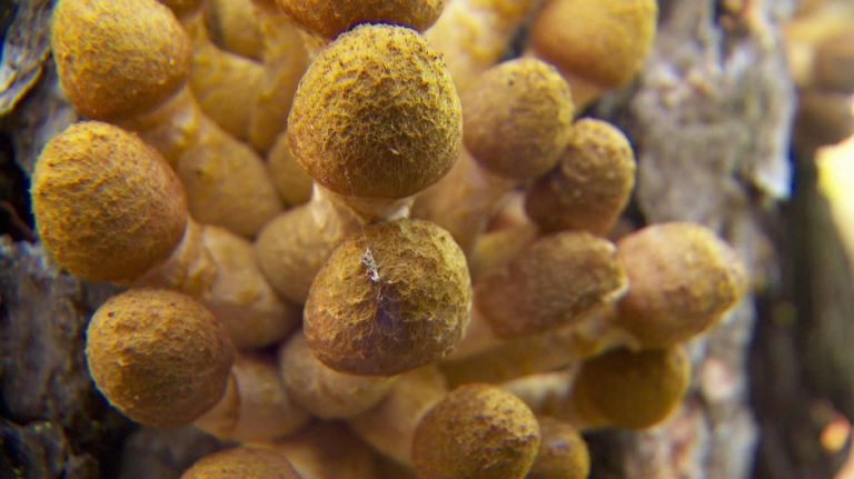The Largest Organism on the Planet Is Right Here in Oregon