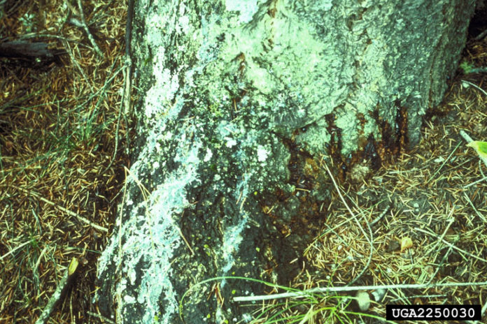 The Largest Organism on the Planet Is Right Here in Oregon