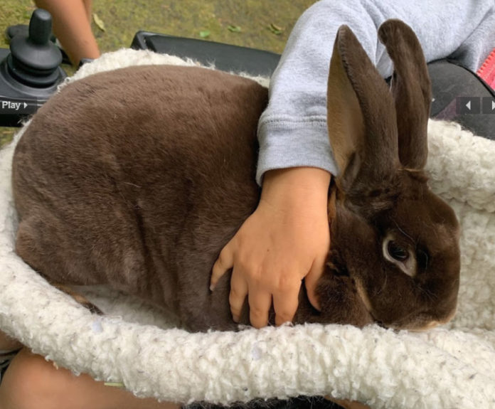 You Can Snuggle Adorable Bunnies To Your Heart's Content At This