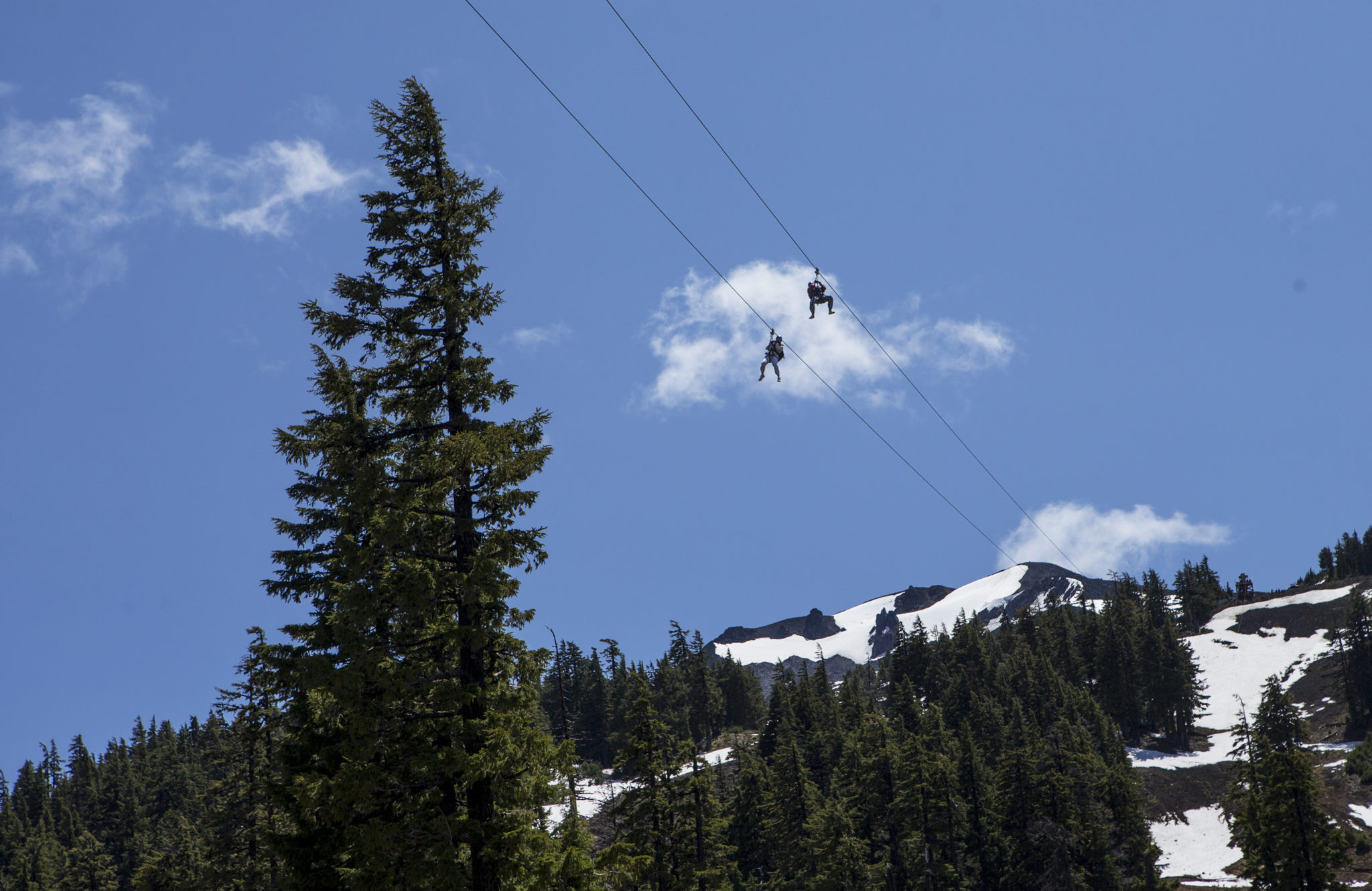 Take a New Zip Line Tour To Marvel Over Mt. Bachelor, Oregon