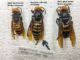 First Confirmed 'Murder Hornet' Trapped In Washington
