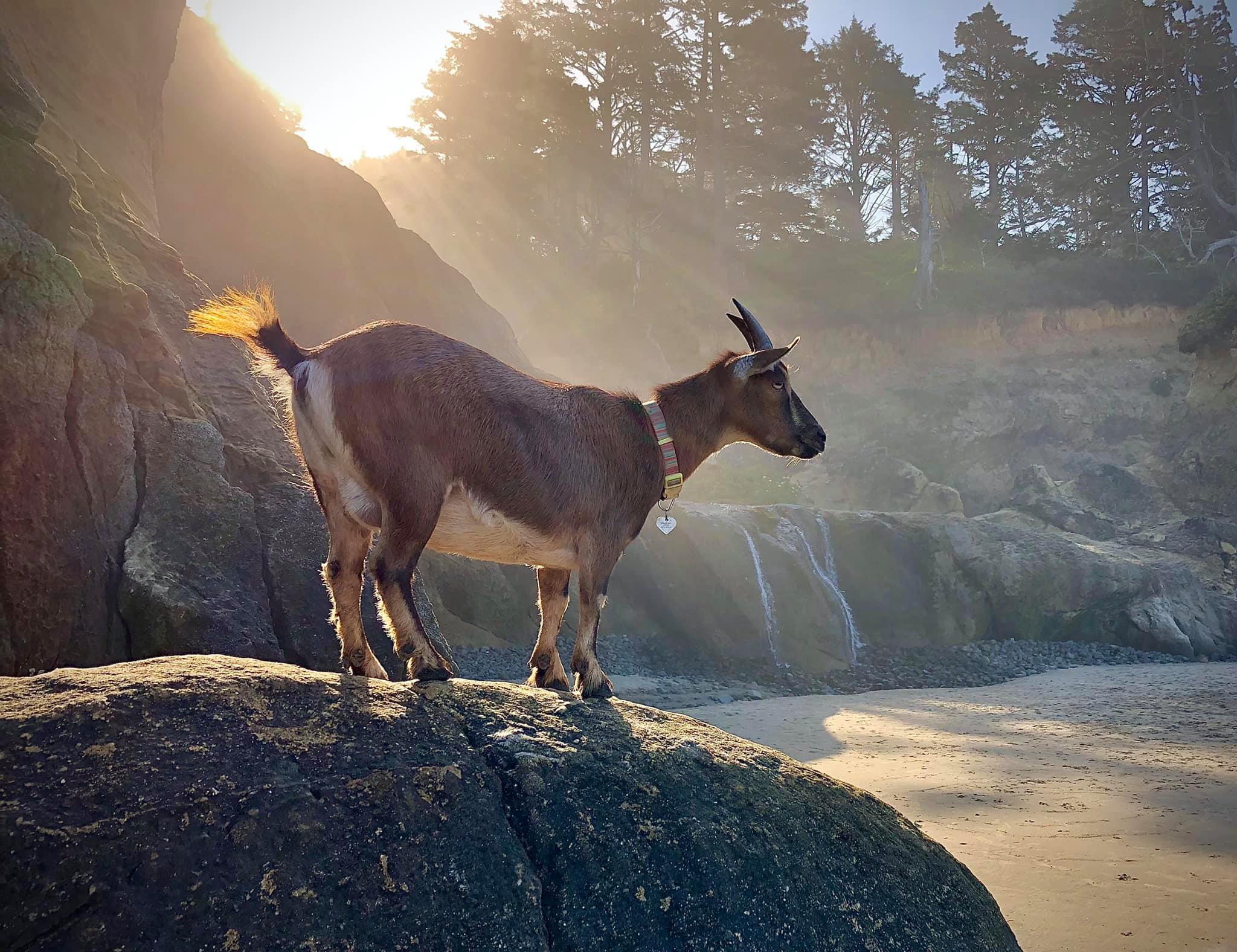 Watch Oregon Couple and Frankie the Goat on New Discovery Series