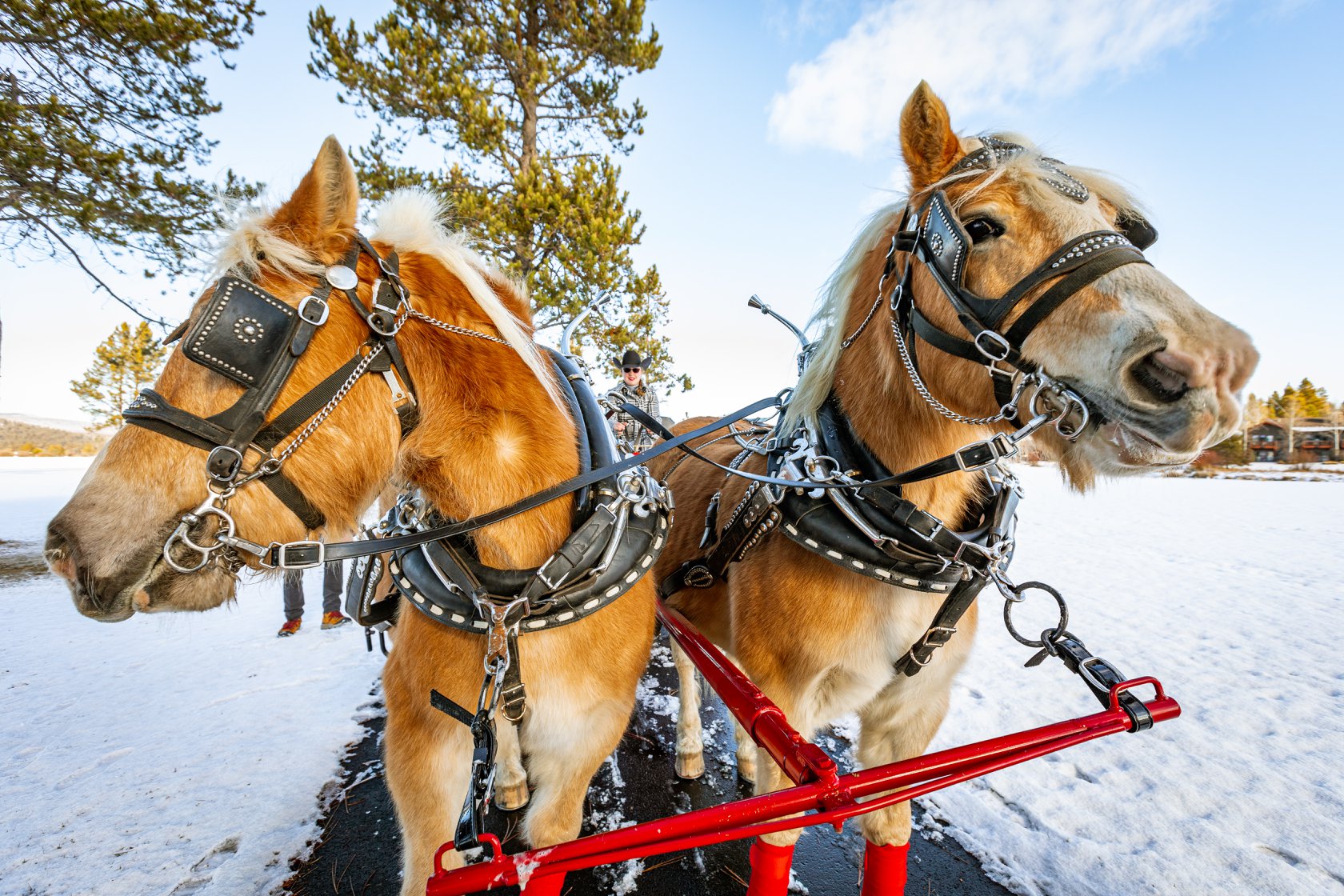 Take a Real Horse-Drawn Sleigh Ride Though Oregon's Winter Wonderland