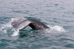 2026 Guide to Whale Watching on the Oregon Coast
