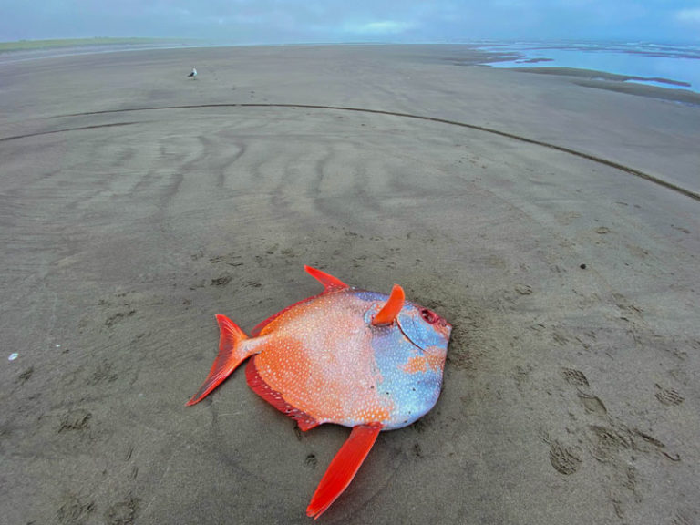 Rare Opah Fish Found On Oregon Coast, Hasn't Been Seen In Over 10