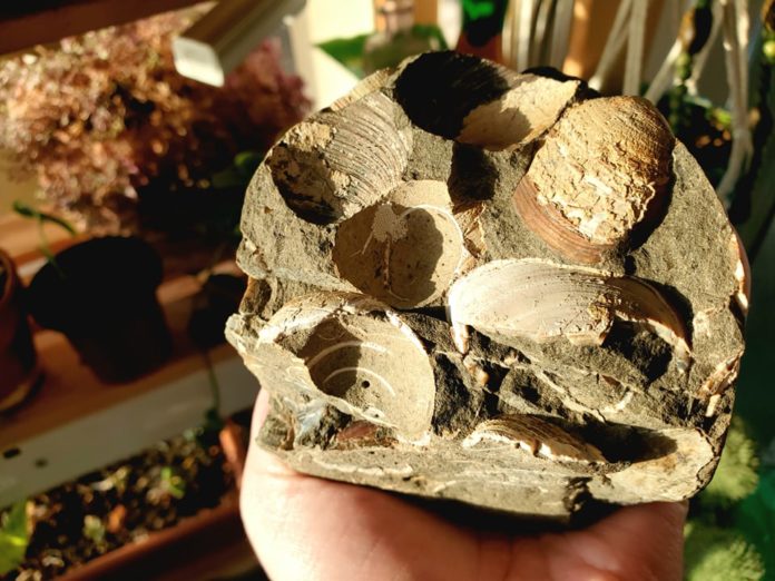 Oregon is a Rockhounding Paradise: All the Best Public Sites Are Right Here