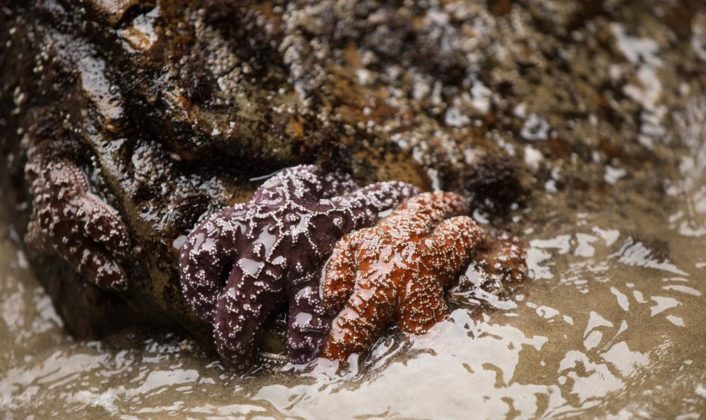 The Best Tide Pools on The Oregon Coast & Where to Find Them
