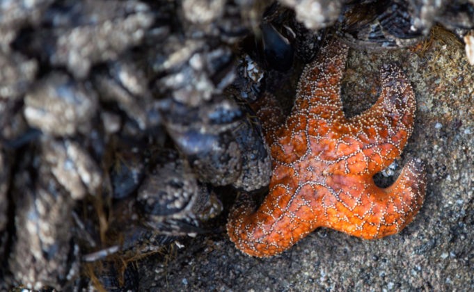 The Best Tide Pools on The Oregon Coast & Where to Find Them
