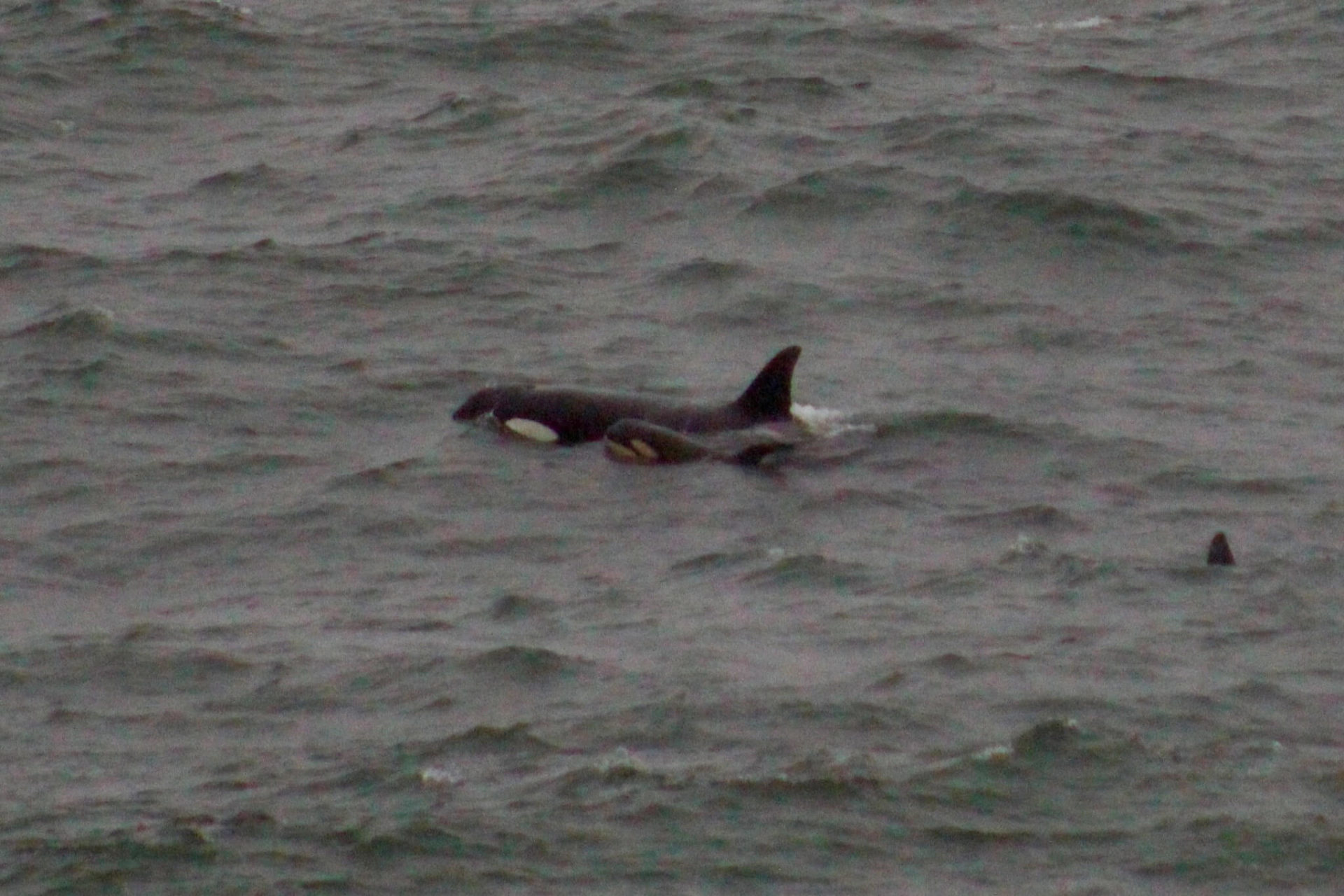 Orca Sightings on the Southern Coast -- One More Sign of a Busy Season