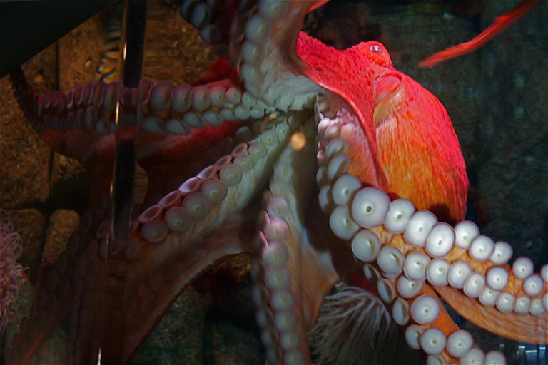Giant Pacific Octopus Found Off the Coast Near Newport