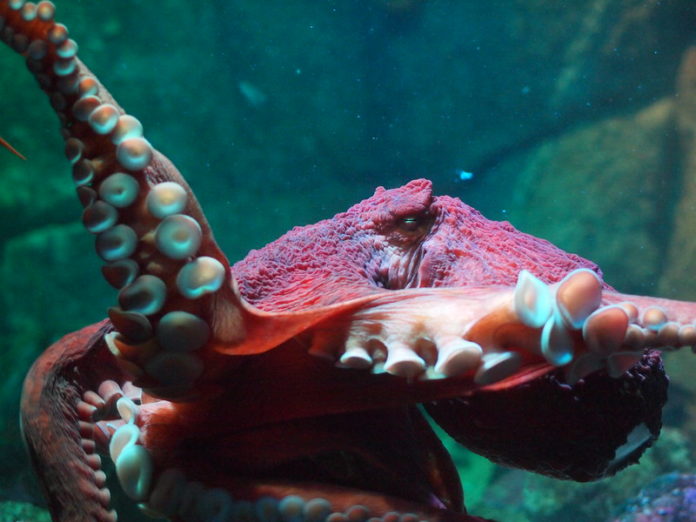 Giant Pacific Octopus Found Off the Coast Near Newport