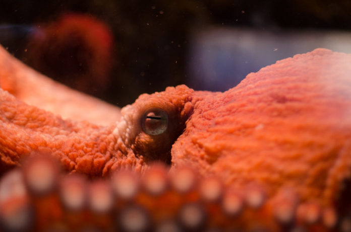 Giant Pacific Octopus Found Off the Coast Near Newport