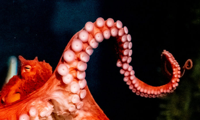Giant Pacific Octopus Found Off the Coast Near Newport