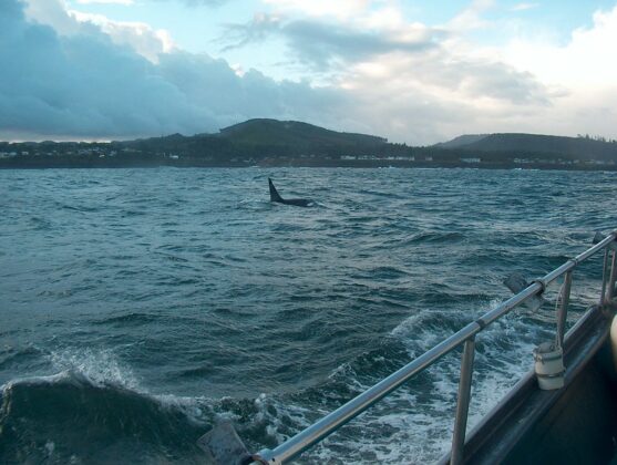 New Pod Of Orca Whales Spotted On Oregon Coast