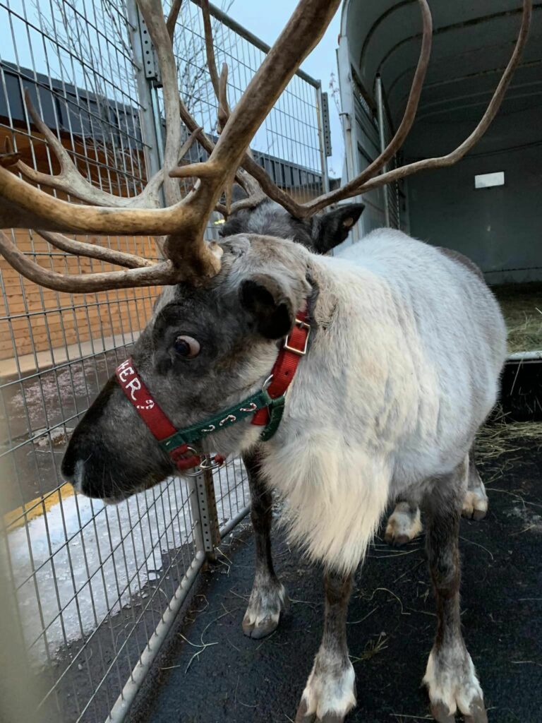All The Places You Can Visit With Real Reindeer This December In Oregon