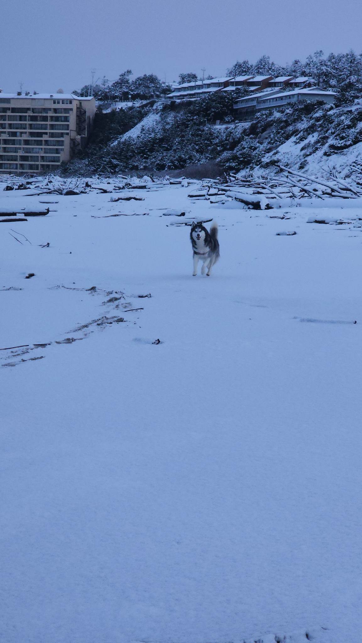 📸 Photos: A Rare Snow Day On The Oregon Coast