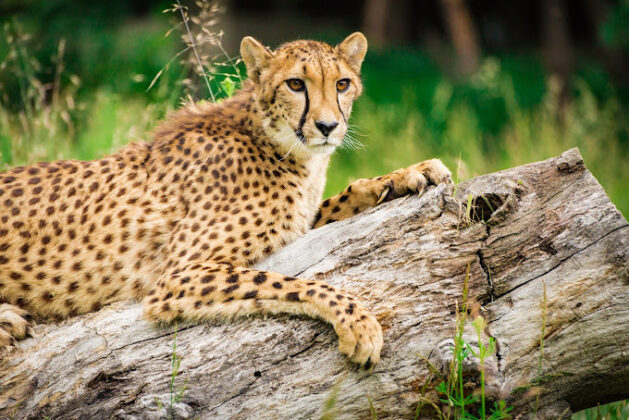 Oregon's Top 12 Zoos and Aquariums: Uncover the Wonders of Wildlife