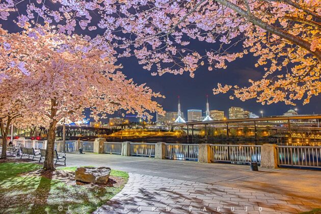 Travel Site Ranks 2 Oregon Cities Among the Top Spots to See Cherry ...