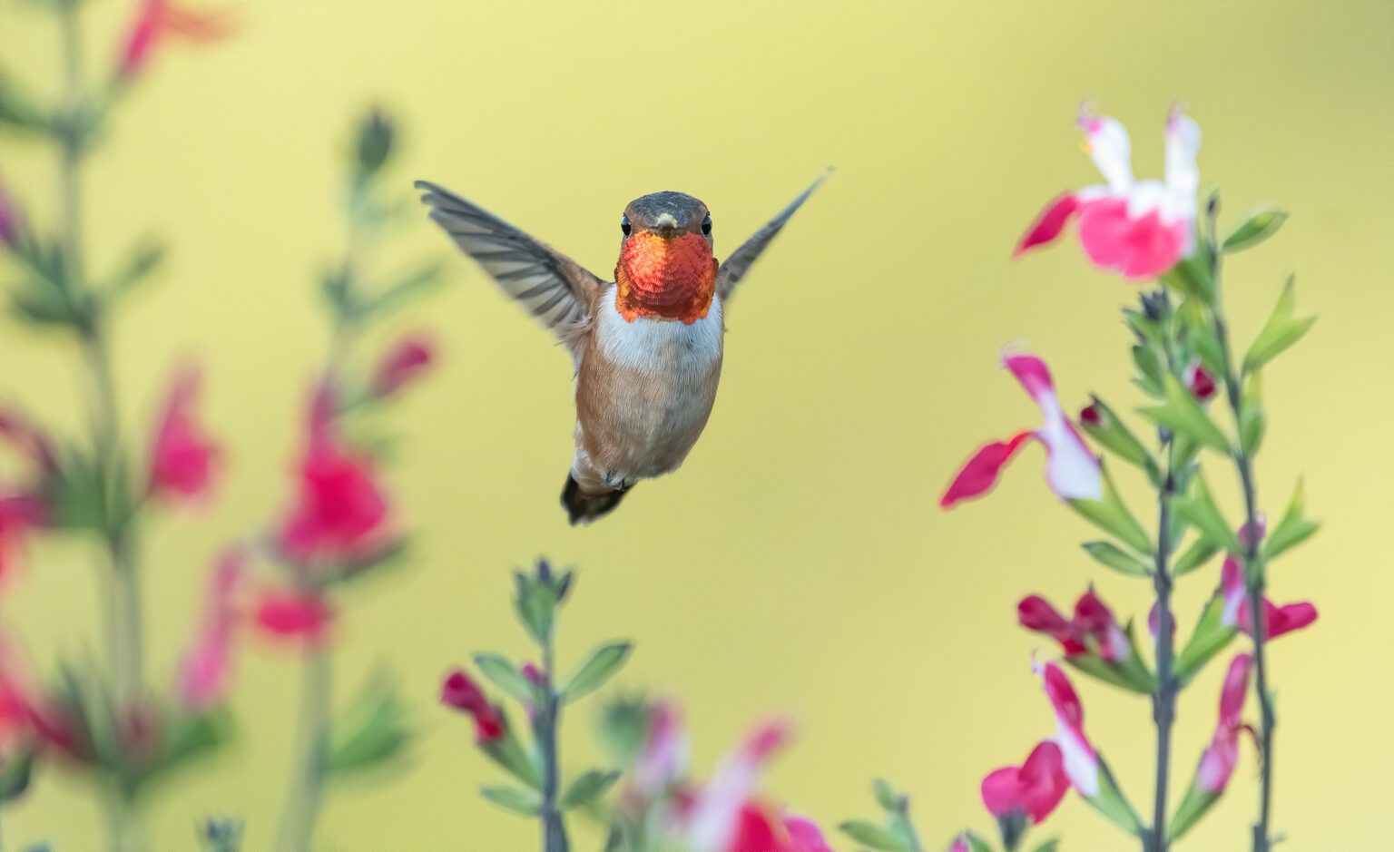 Hummingbirds Are Flocking to Oregon for Their Annual Spring Migration