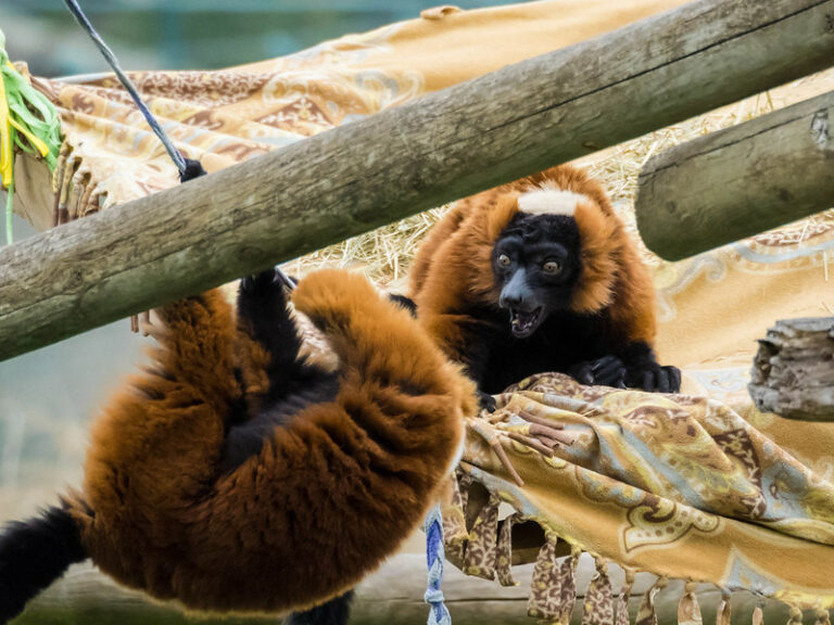 Exploring The 600-Acre Oregon Wildlife Safari Park